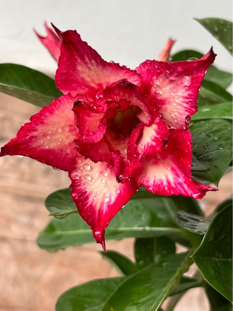 Thailand adenium Pao Tang, Furniture & Home Living, Gardening, Plants ...