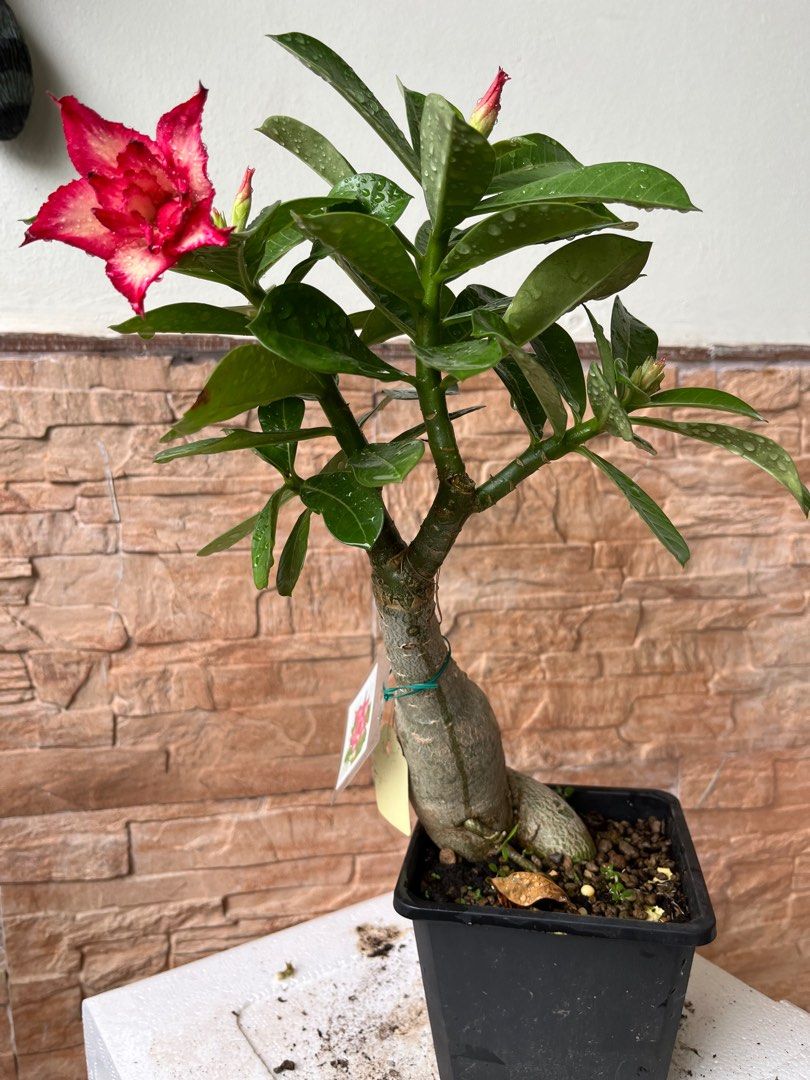 Thailand adenium Pao Tang, Furniture & Home Living, Gardening, Plants ...