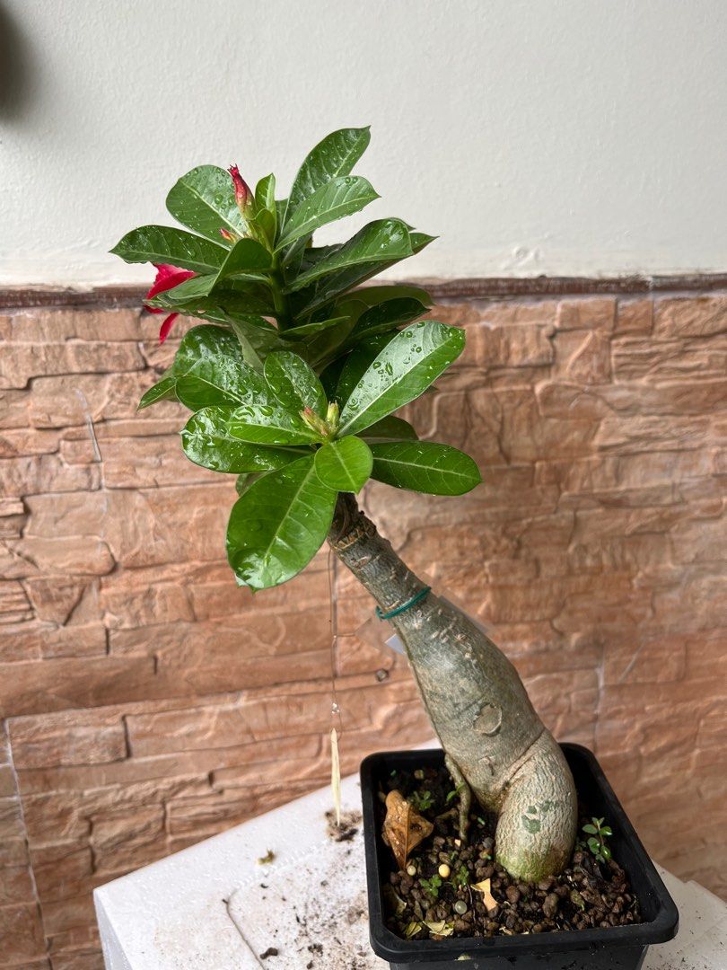 Thailand adenium Pao Tang, Furniture & Home Living, Gardening, Plants ...