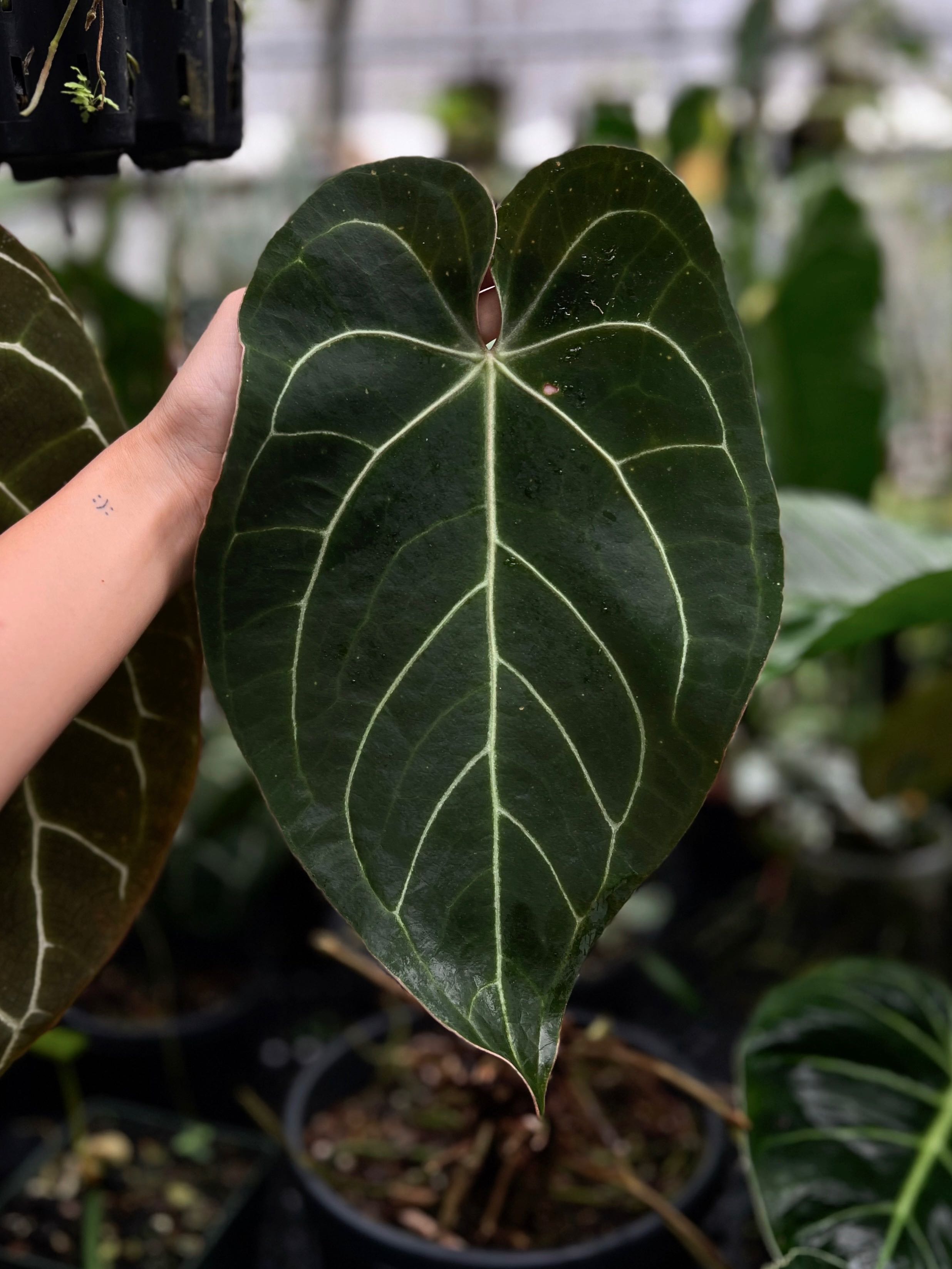 Anthurium crystallinum x magnificum from tezula, Furniture & Home ...