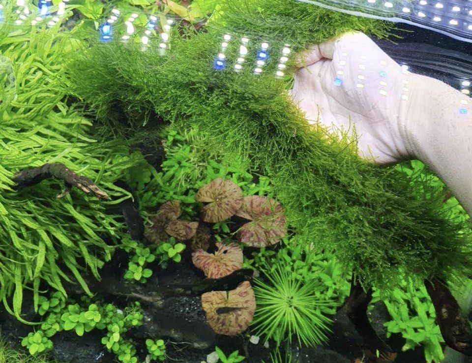 Aquatic Mini Taiwan moss on driftwood, Furniture & Home Living ...
