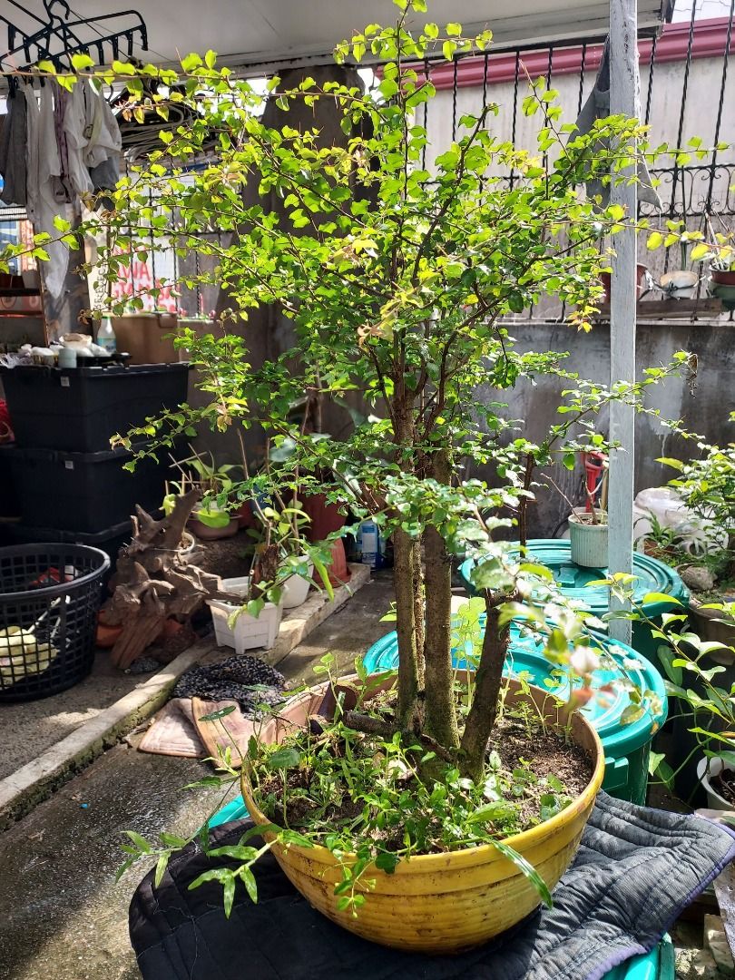Bonsai Bitungol semi forest, Furniture & Home Living, Gardening, Plants ...