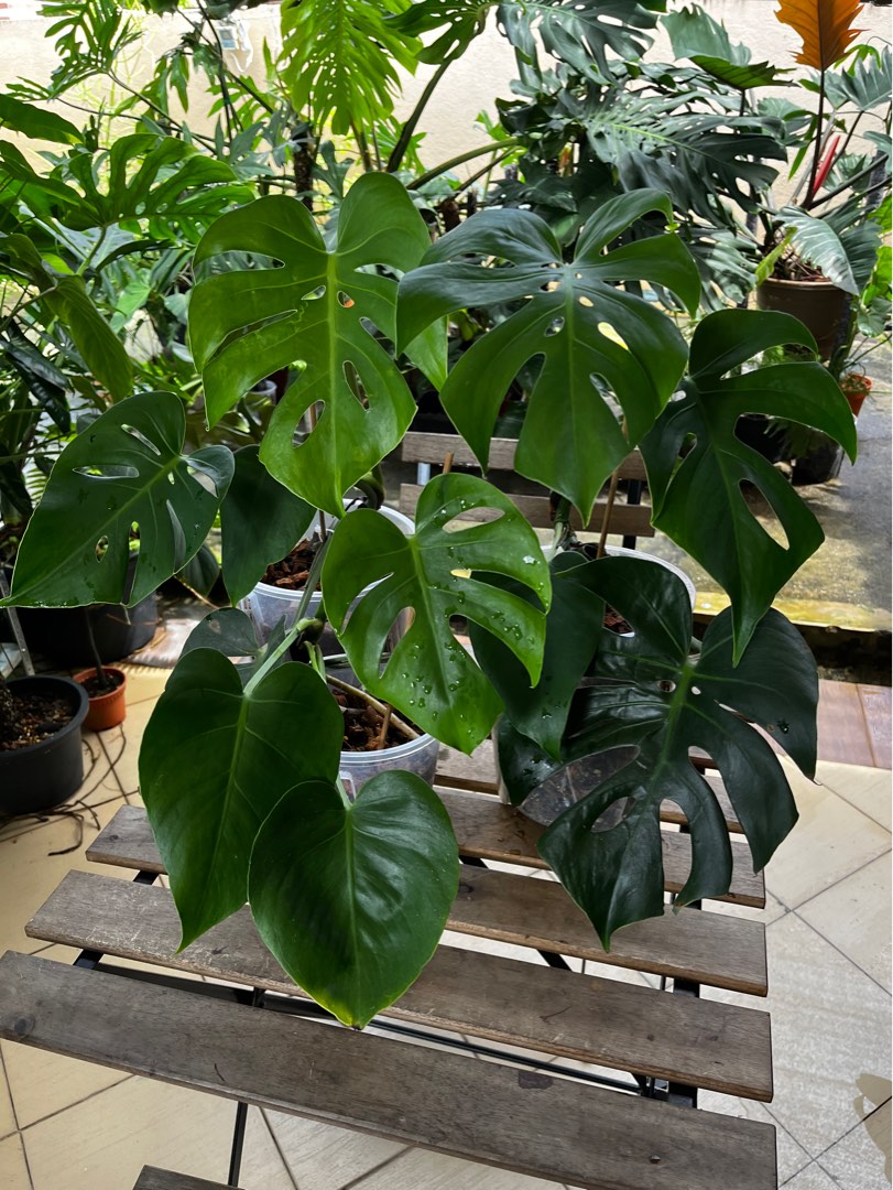 Monstera Dwarf Compacta Japan Origin, Furniture & Home Living ...