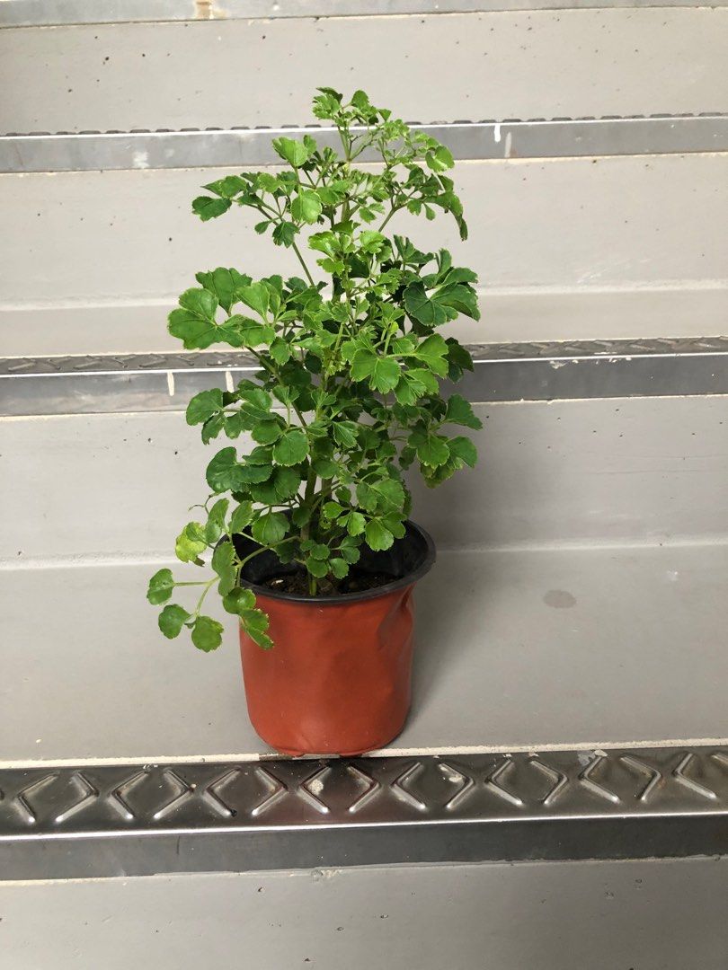 Polyscias Scutellaria plants, Furniture & Home Living, Gardening, Plants & Seeds on Carousell