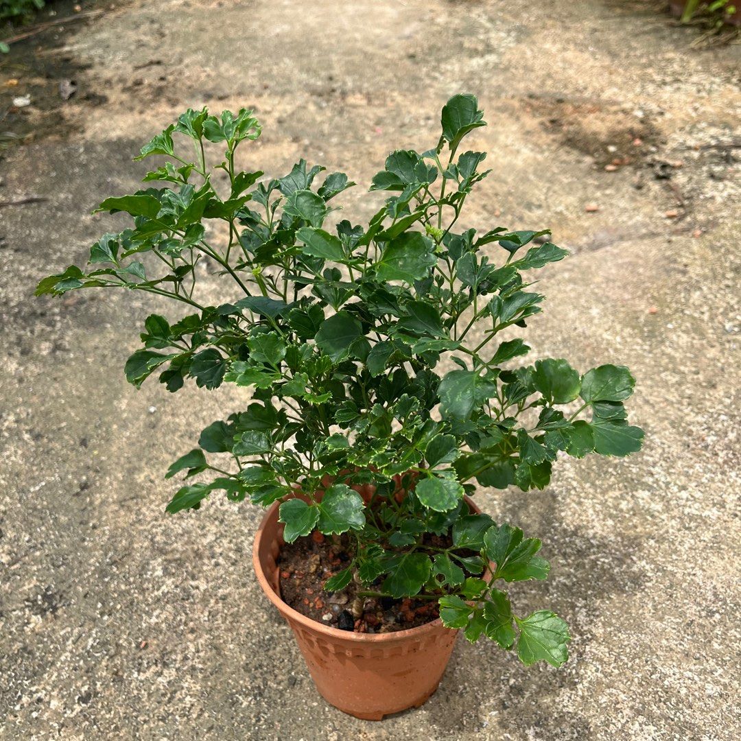 Polyscias (0.3m), Furniture & Home Living, Gardening, Plants & Seeds on Carousell