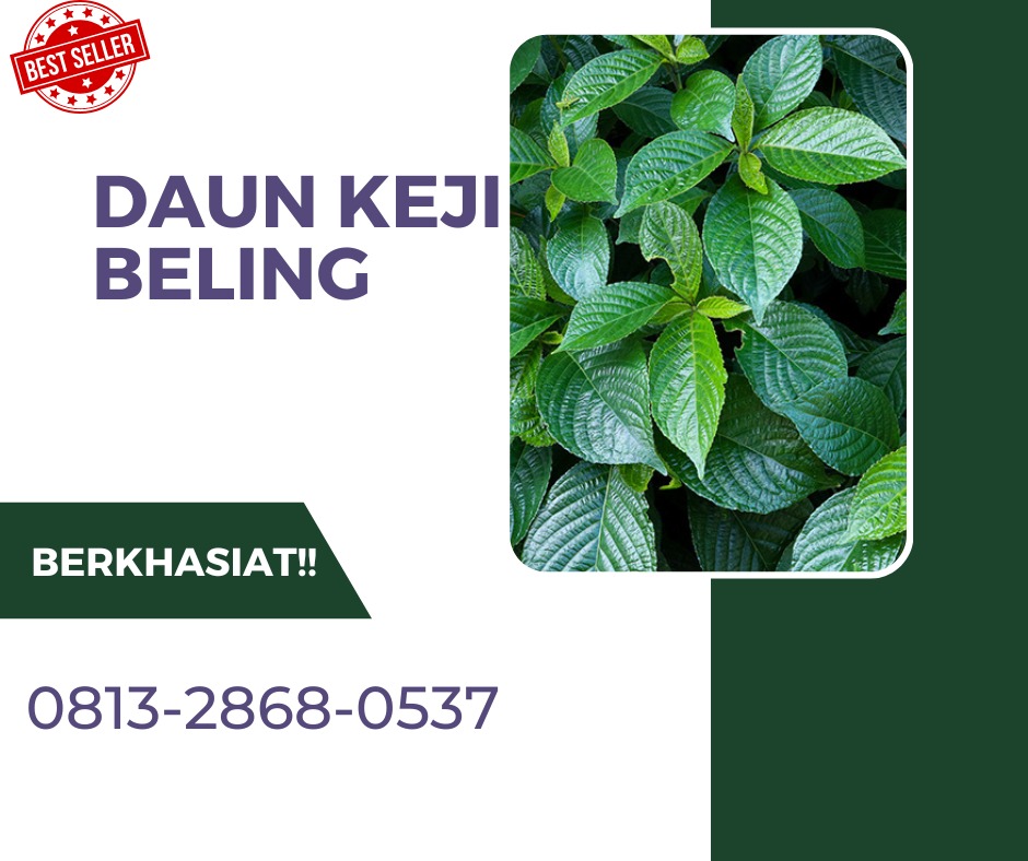 Pusat Budidaya Herbal Daun Keji Beling Alami Tambak Bayumas, Perkebunan ...