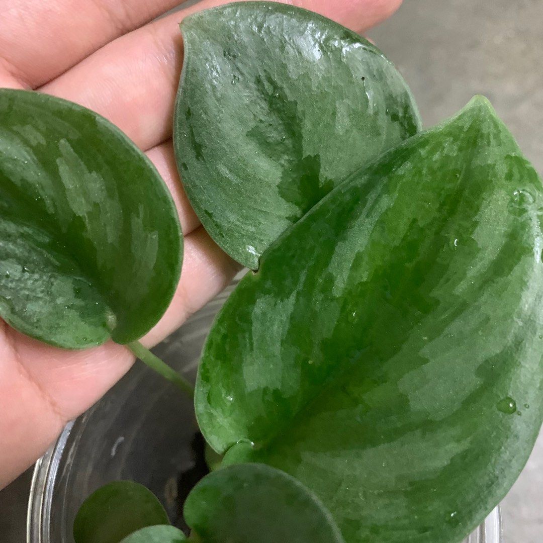 Scindapsus Sp Borneo ( Tricolor Silver ), Furniture & Home Living ...