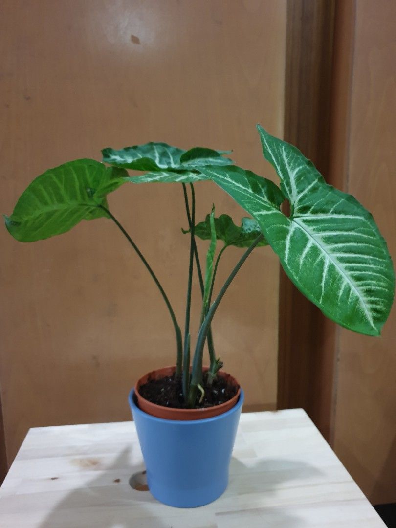 Syngonium podophyllum / batik, marble queen pothos, Furniture & Home ...
