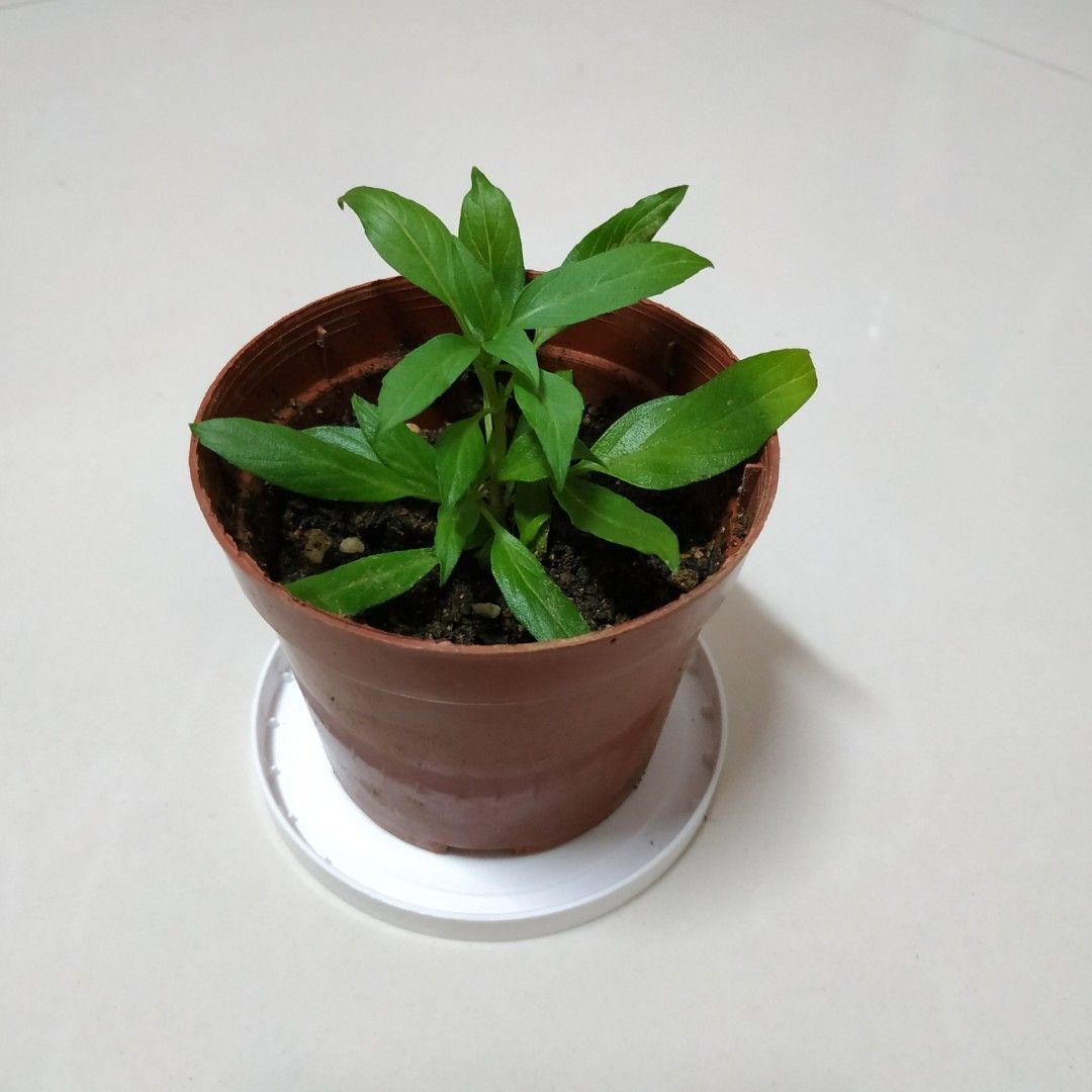 Thai Basil (trade for herb plant), Furniture & Home Living, Gardening ...
