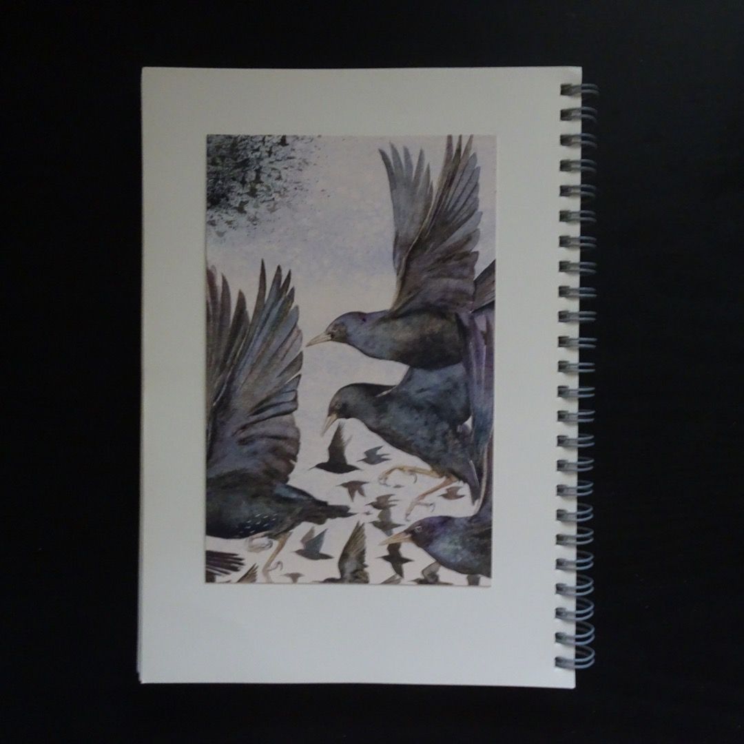 1 Wild Cards Postcard: Starling, Hobbies & Toys, Stationary & Craft ...