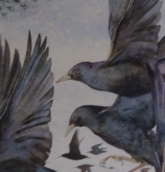 1 Wild Cards Postcard: Starling, Hobbies & Toys, Stationary & Craft ...