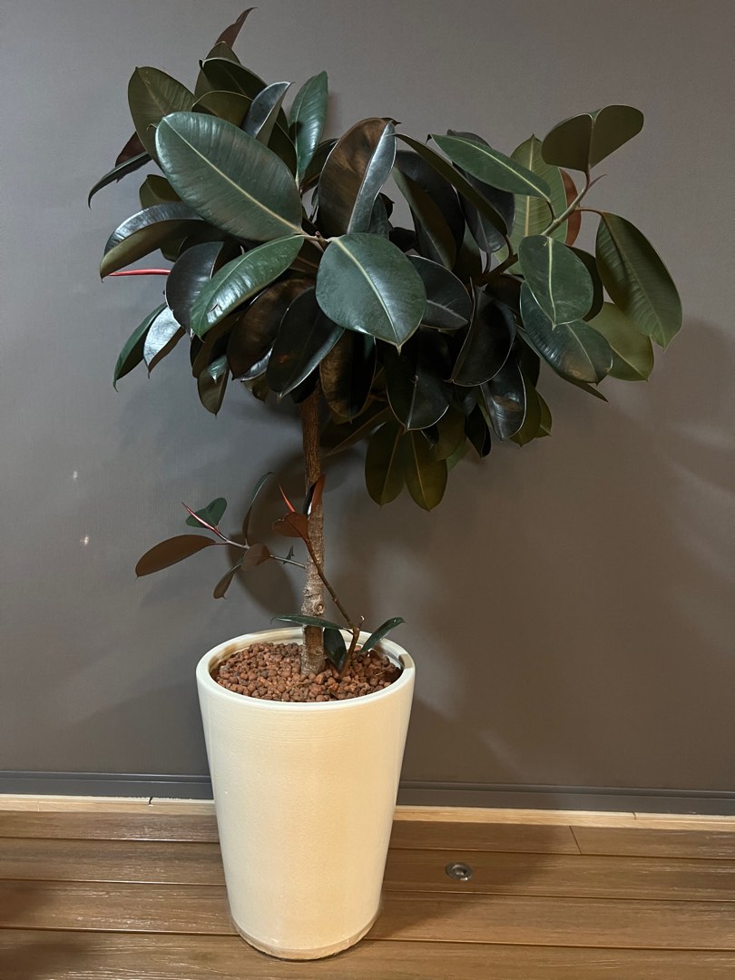 Ficus Elastica, Furniture & Home Living, Gardening, Plants & Seeds on ...