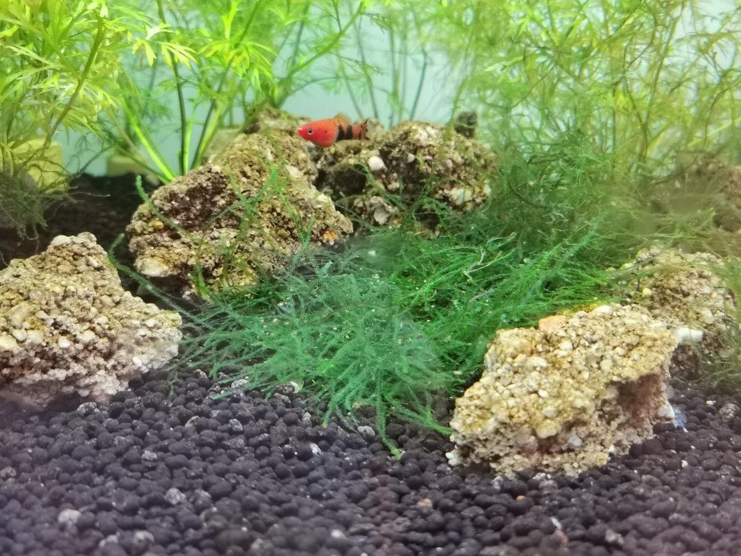 Java Moss, Pet Supplies, Homes & Other Pet Accessories on Carousell