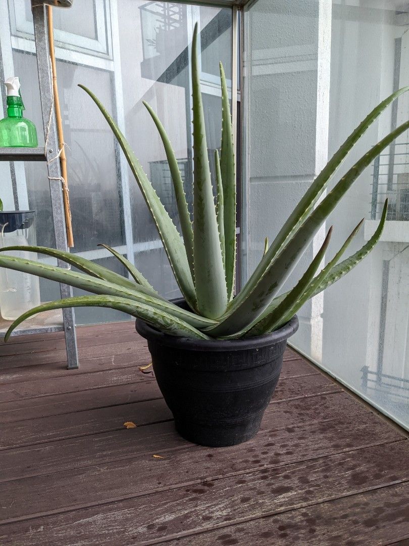 Large aloe vera plant, Furniture & Home Living, Gardening, Plants ...