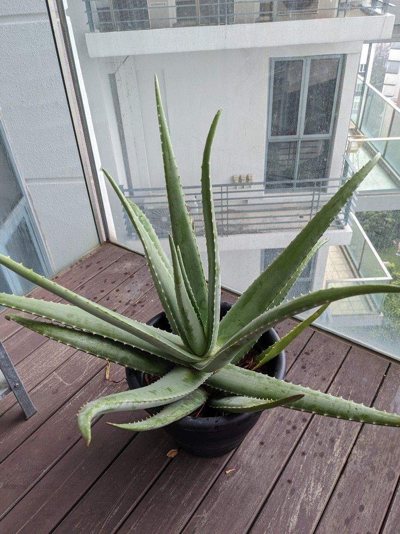 Large aloe vera plant, Furniture & Home Living, Gardening, Plants ...