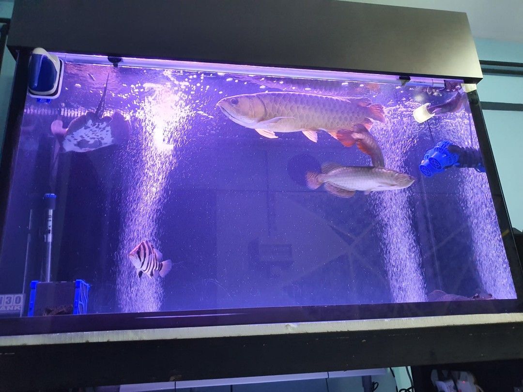 N30 Tank 422 with Accessories, Sports Equipment, Fishing on Carousell