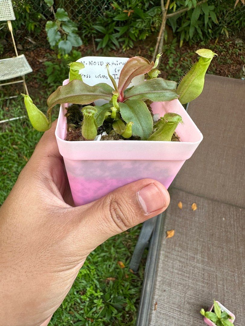 Nepenthes (Pitcher Plant Hybrids), Furniture & Home Living, Gardening ...