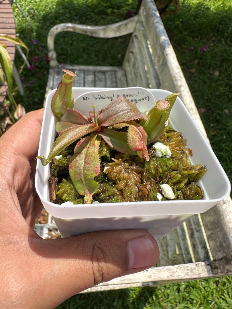 Nepenthes (Pitcher Plant Hybrids), Furniture & Home Living, Gardening ...