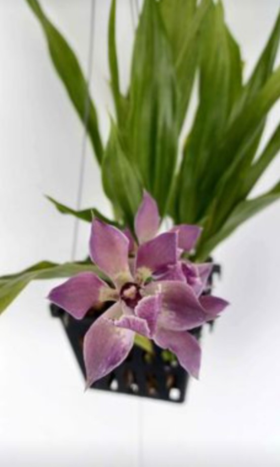 Orchid plant - Purple Orchid - gift - present - hang orchid - orchid ...