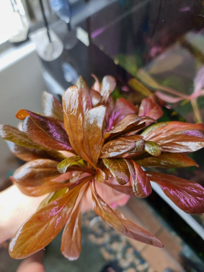 Samolus parviflorus red | rossette stem plant | aquatic aquarium plants ...