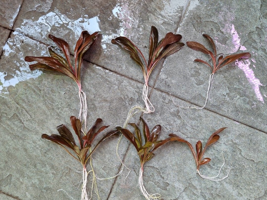 Samolus parviflorus red | rossette stem plant | aquatic aquarium plants ...