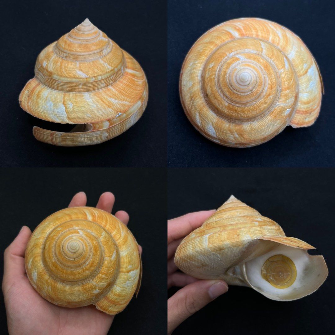 Seashell Teramachi’s Slit Shell, Hobbies & Toys, Memorabilia ...