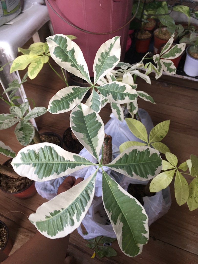 Variegated money tree, Furniture & Home Living, Gardening, Plants ...