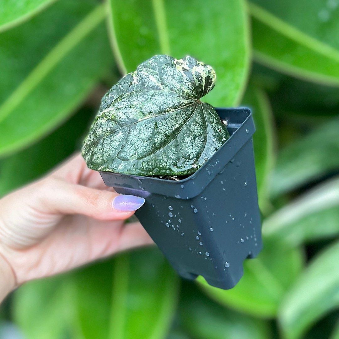 Piper Sylvaticum Pink Variegated , Furniture & Home Living, Gardening ...