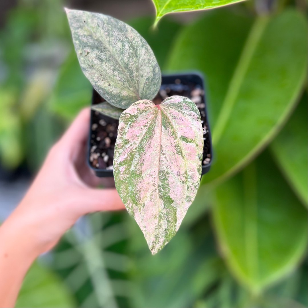 Variegated Pink Piper, Furniture & Home Living, Gardening, Plants ...