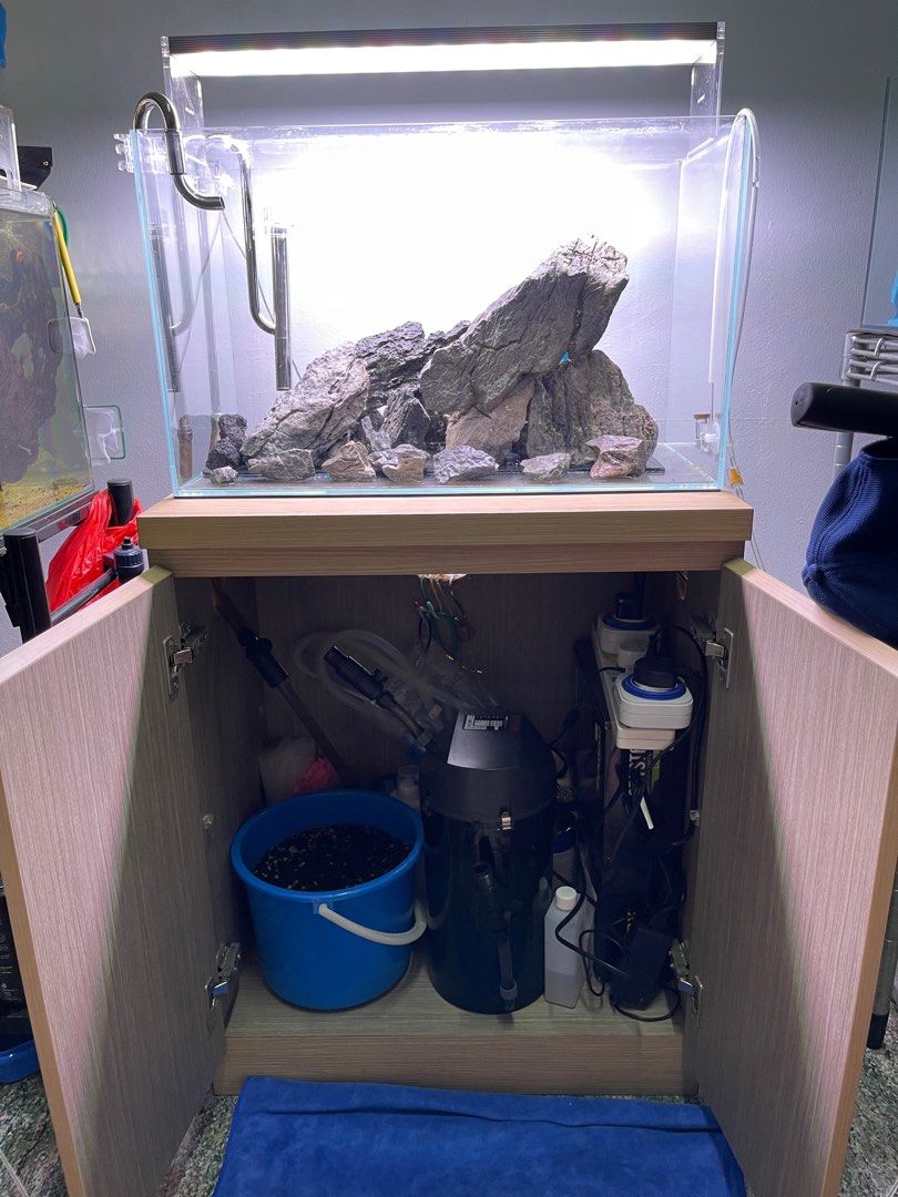 2ft ADA tank Full setup, Pet Supplies, Homes & Other Pet Accessories on ...