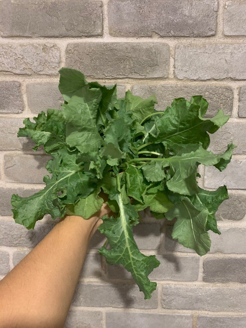 64 Pots Urban Farming Rack, Furniture & Home Living, Gardening, Pots ...