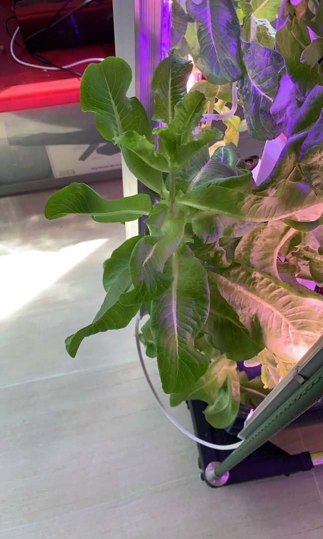 64 Pots Urban Farming Rack, Furniture & Home Living, Gardening, Pots ...