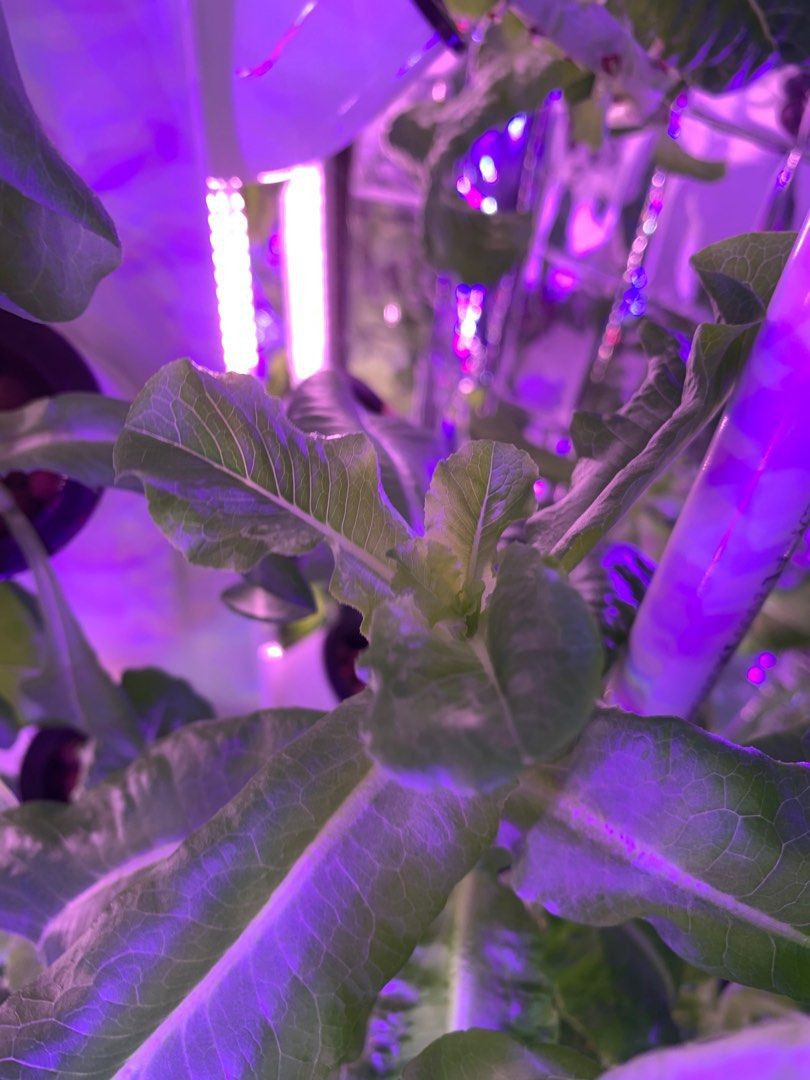 64 Pots Urban Farming Rack, Furniture & Home Living, Gardening, Pots ...