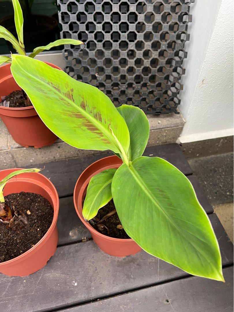 (11 sold) Baby dwarf cavendish banana plants, Furniture & Home Living ...