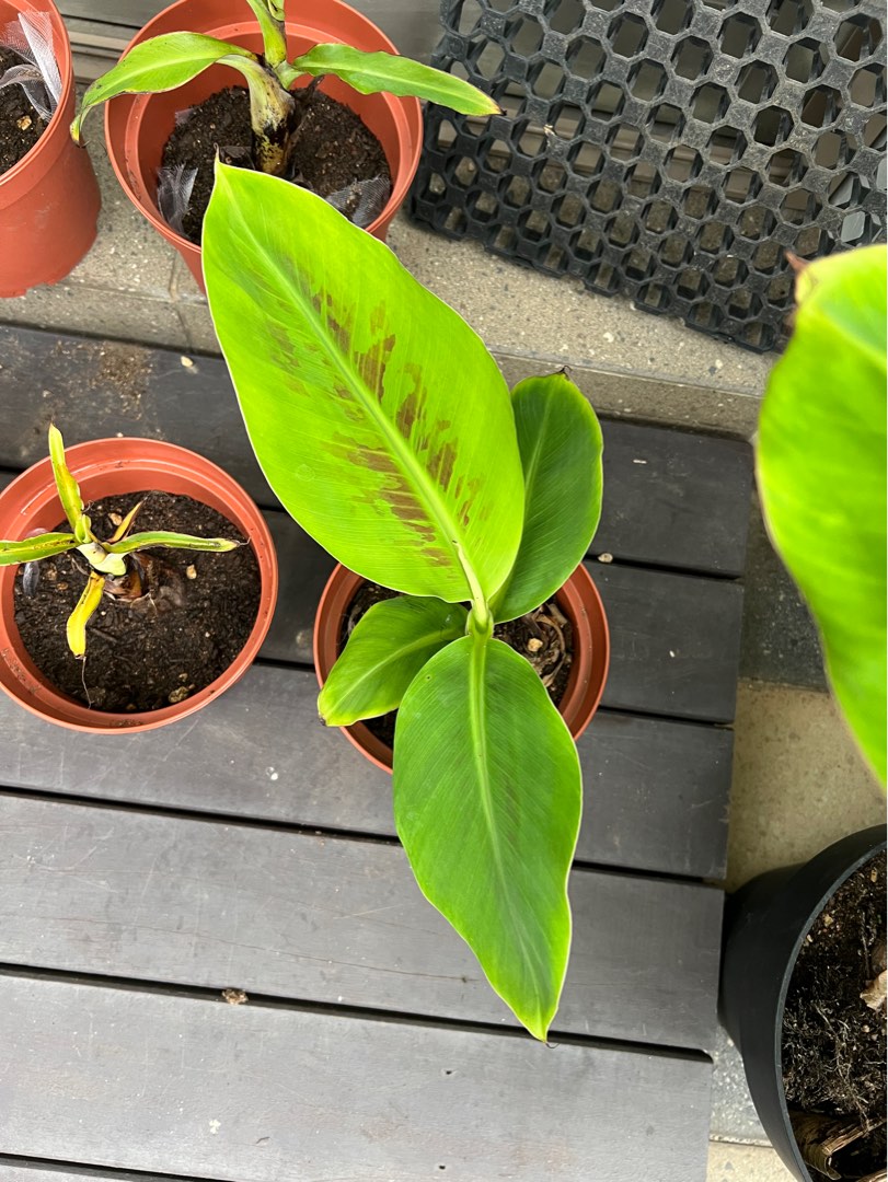 (11 sold) Baby dwarf cavendish banana plants, Furniture & Home Living ...