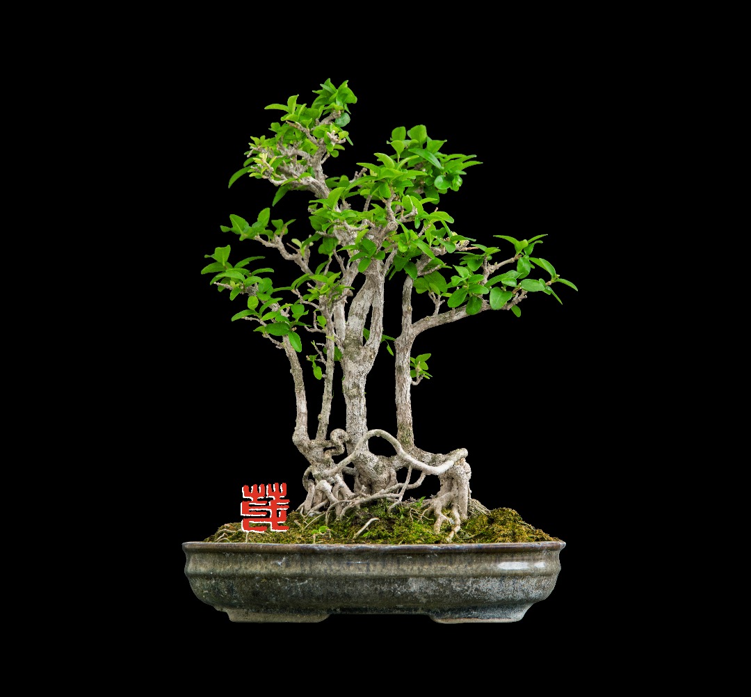 Bonsai 30cm Shui Mei Water Jasmine Wrightia Religiosa, Furniture & Home ...