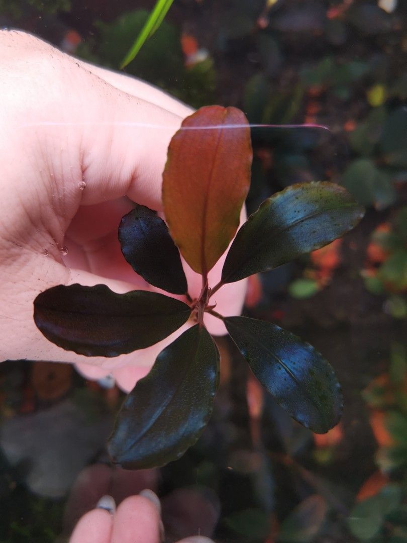 Bucep Bucephalandra Brownie Purple (Rare Color), Furniture & Home ...