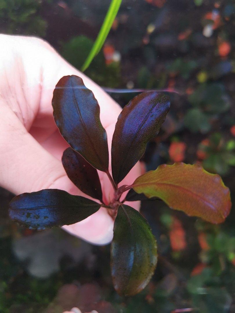 Bucep Bucephalandra Brownie Purple (Rare Color), Furniture & Home ...