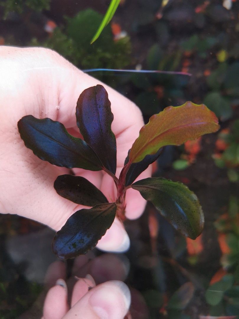 Bucep Bucephalandra Brownie Purple (Rare Color), Furniture & Home ...