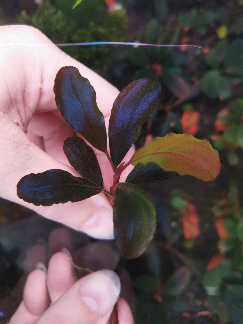 Bucep Bucephalandra Brownie Purple (Rare Color), Furniture & Home ...