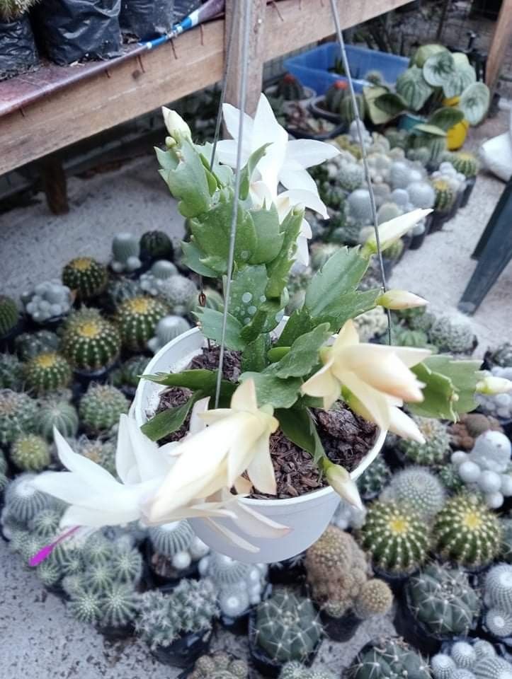 light yellow crab cactus, Furniture & Home Living, Gardening, Plants ...