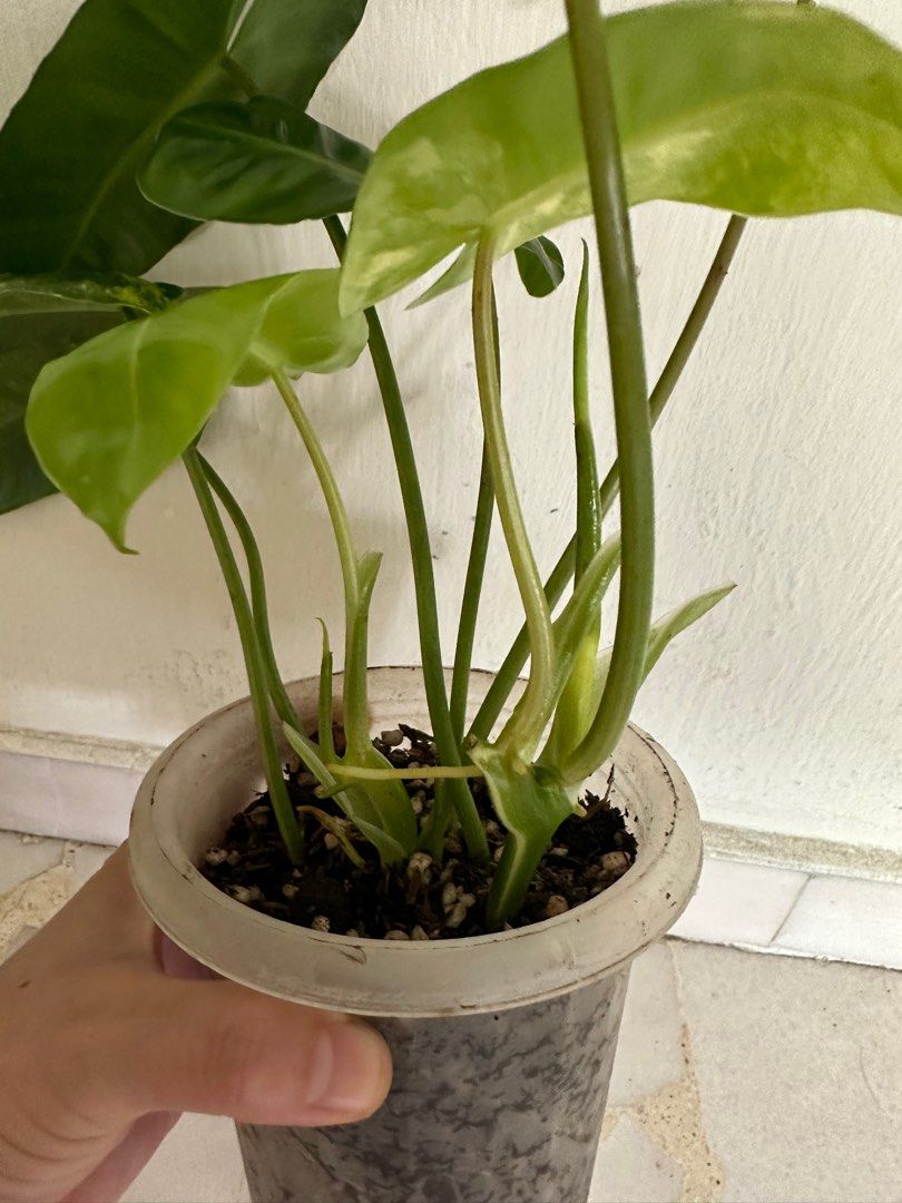 Philodendron burle max variegated, Furniture & Home Living, Gardening ...