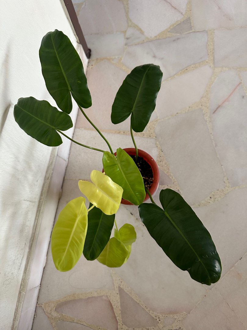 Philodendron burle max variegated, Furniture & Home Living, Gardening ...