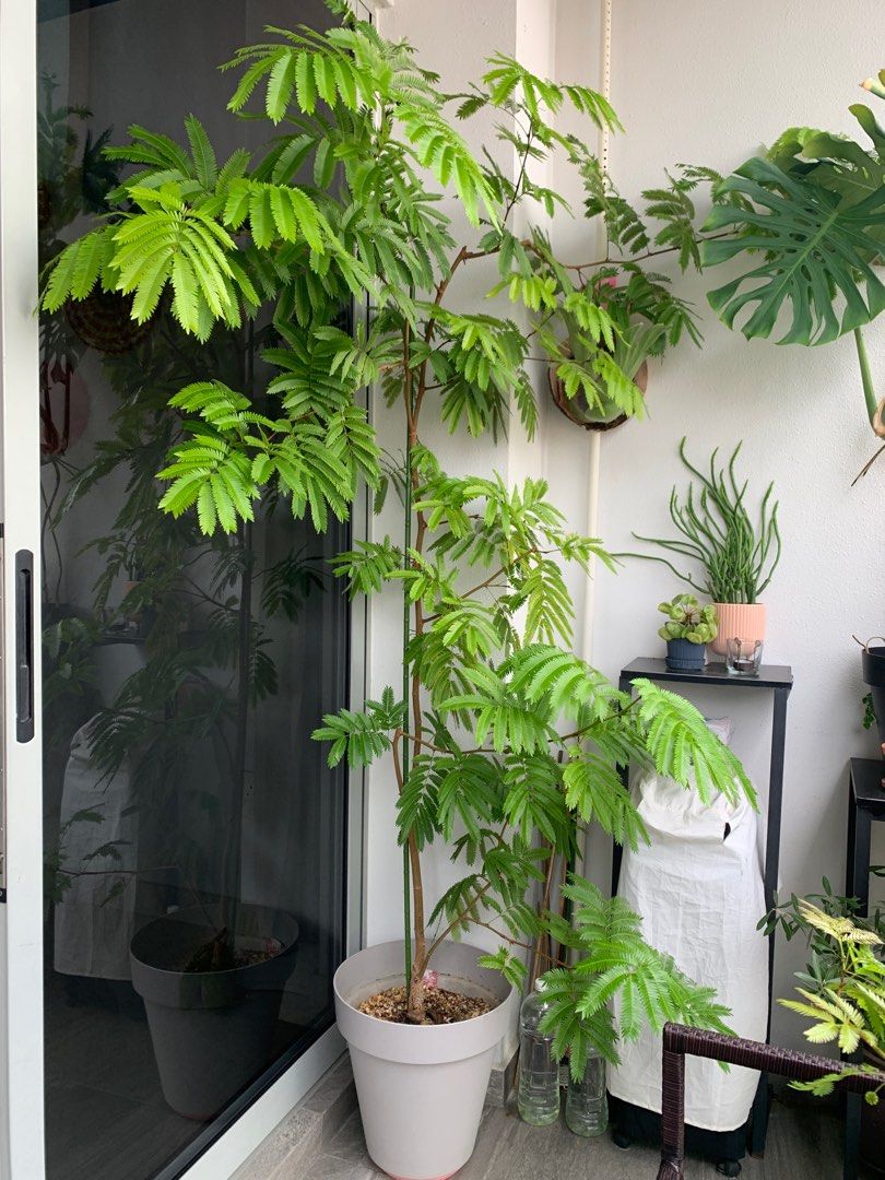 pithecellobium confertum (Everfresh Tree) -Japan breed 小豆樹, Furniture ...