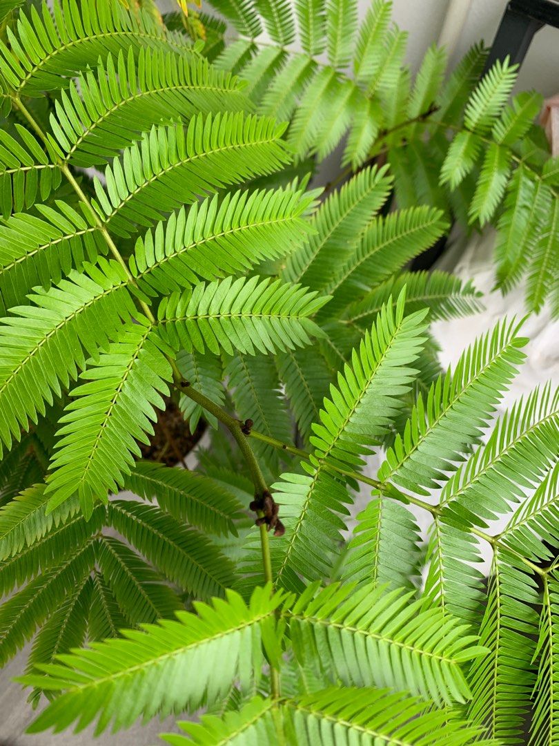 pithecellobium confertum (Everfresh Tree) -Japan breed 小豆樹, Furniture ...