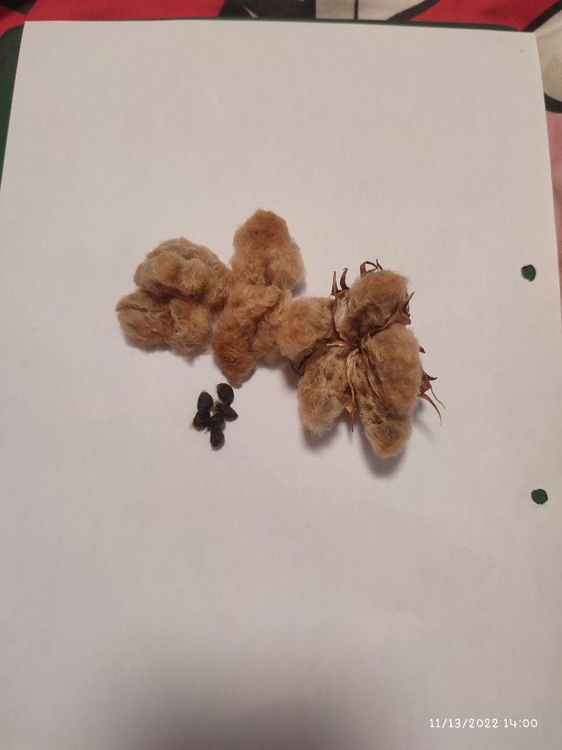 RARE BROWN COTTON SEEDS, Furniture & Home Living, Gardening, Plants ...