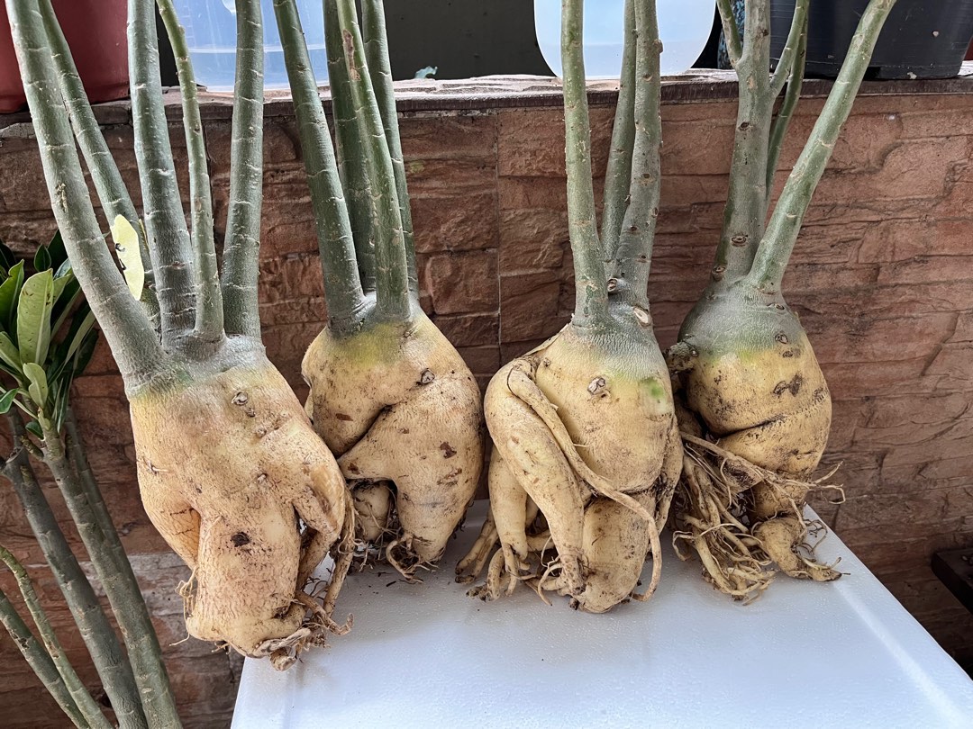 Adenium Root stock, Furniture & Home Living, Gardening, Plants & Seeds ...
