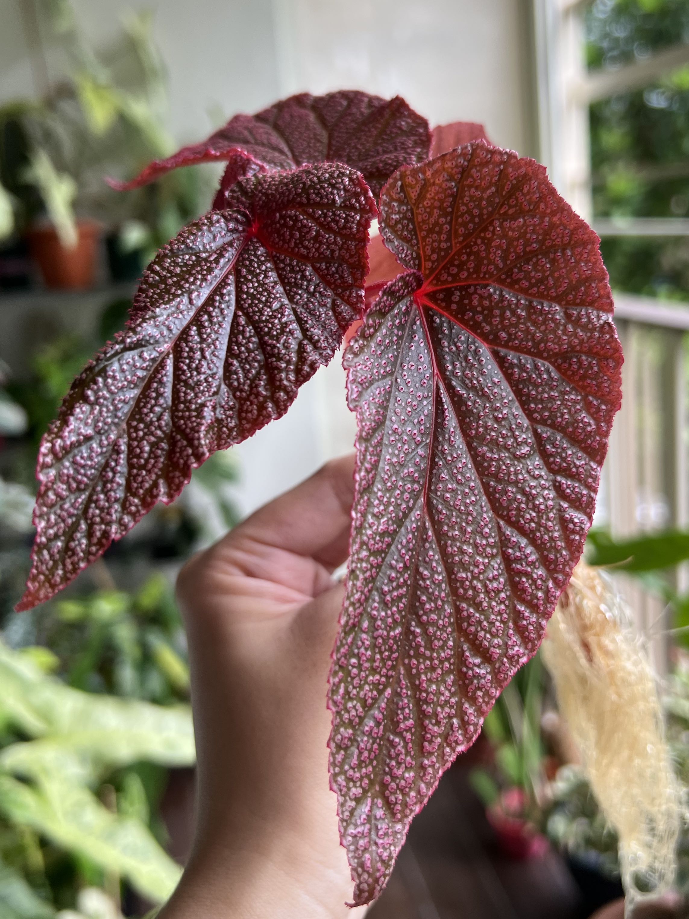 [Sale!] Begonia u062 cutting, Furniture & Home Living, Gardening ...