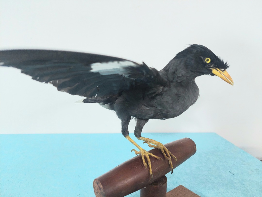 Taxidermy Myna (Real) (Preserved) (Sale), Furniture & Home Living, Home ...