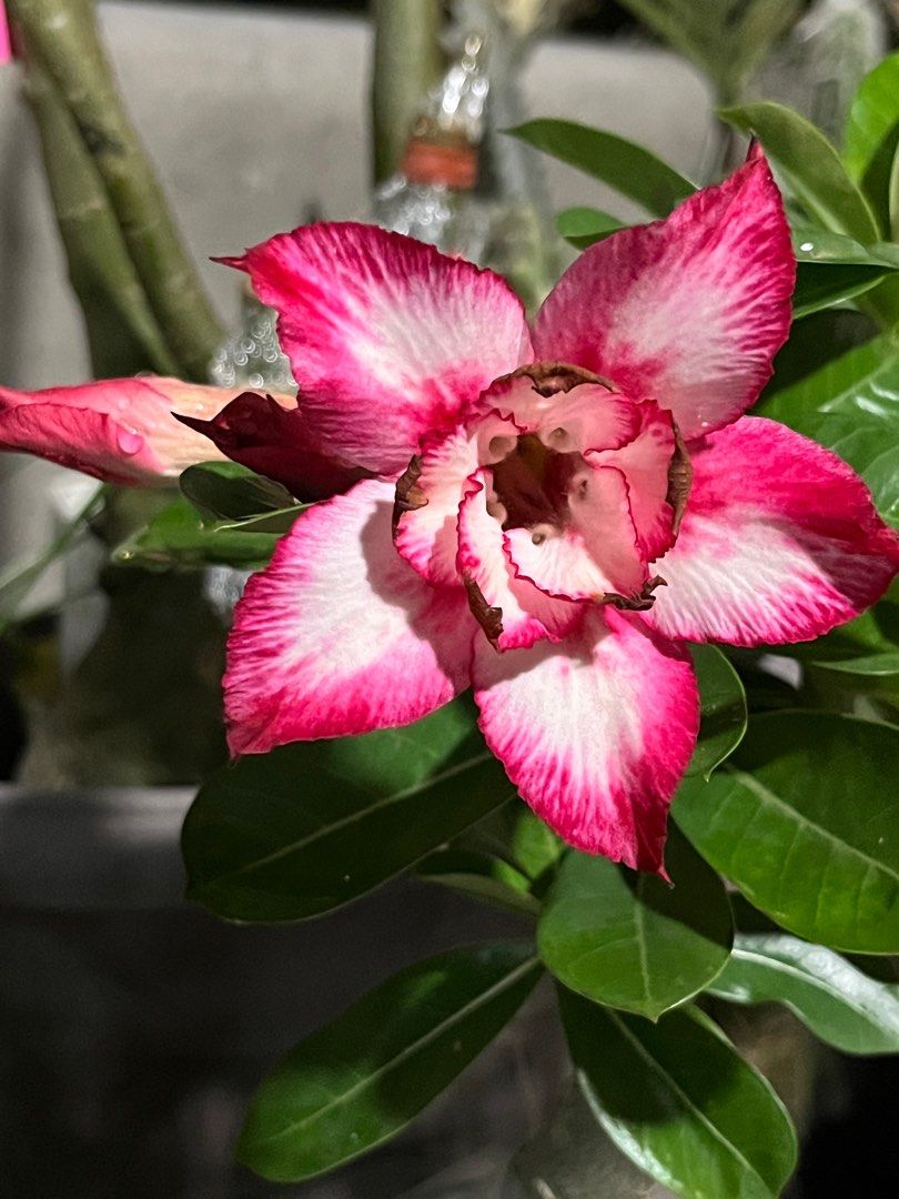 Thailand adenium Pao Tang, Furniture & Home Living, Gardening, Plants ...